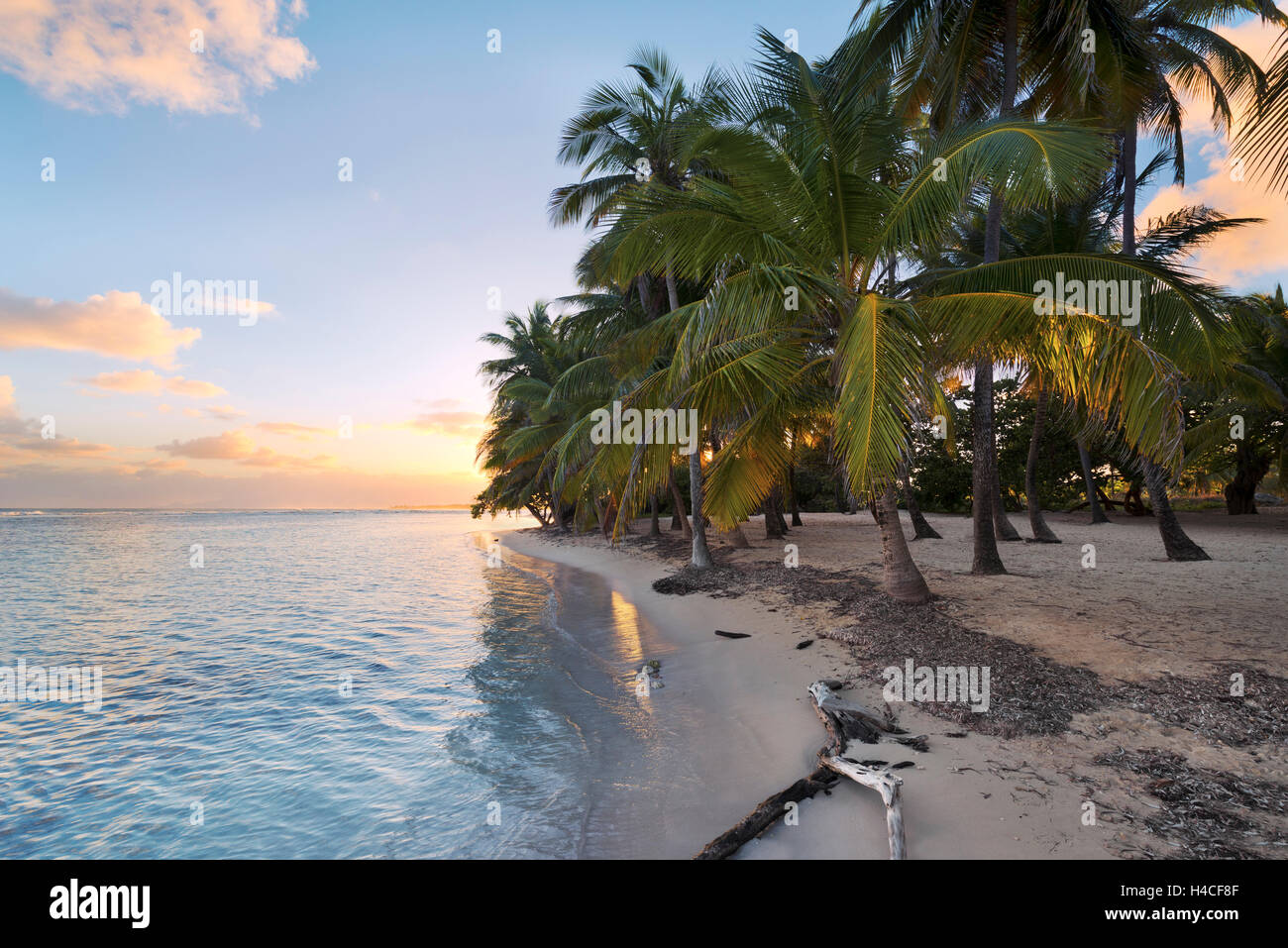 Guadeloupe, the Caribbean, France, island, tropical, paradise, palms ...