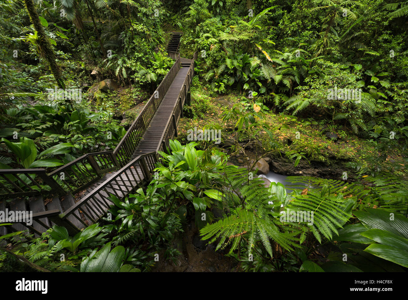 Guadeloupe, the Caribbean, island, jungle, rainforest, path, way ...