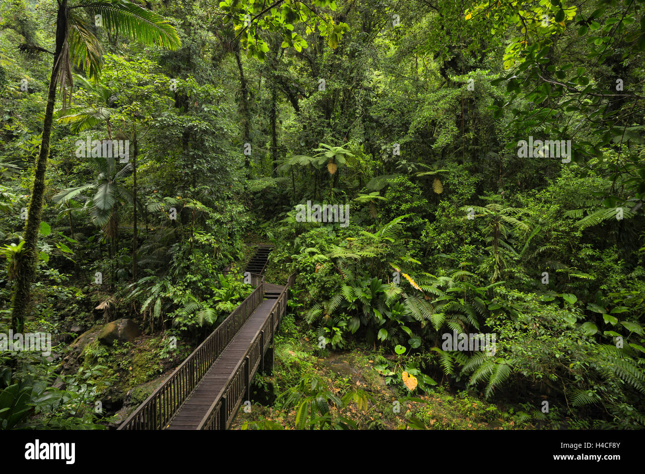 Guadeloupe, the Caribbean, island, jungle, rainforest, path, way ...