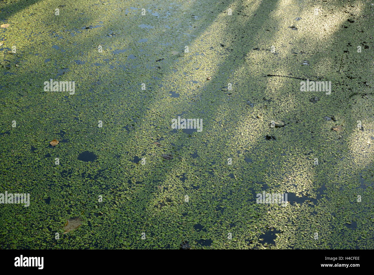 Nature water background thickets of duckweed in the river in late ...