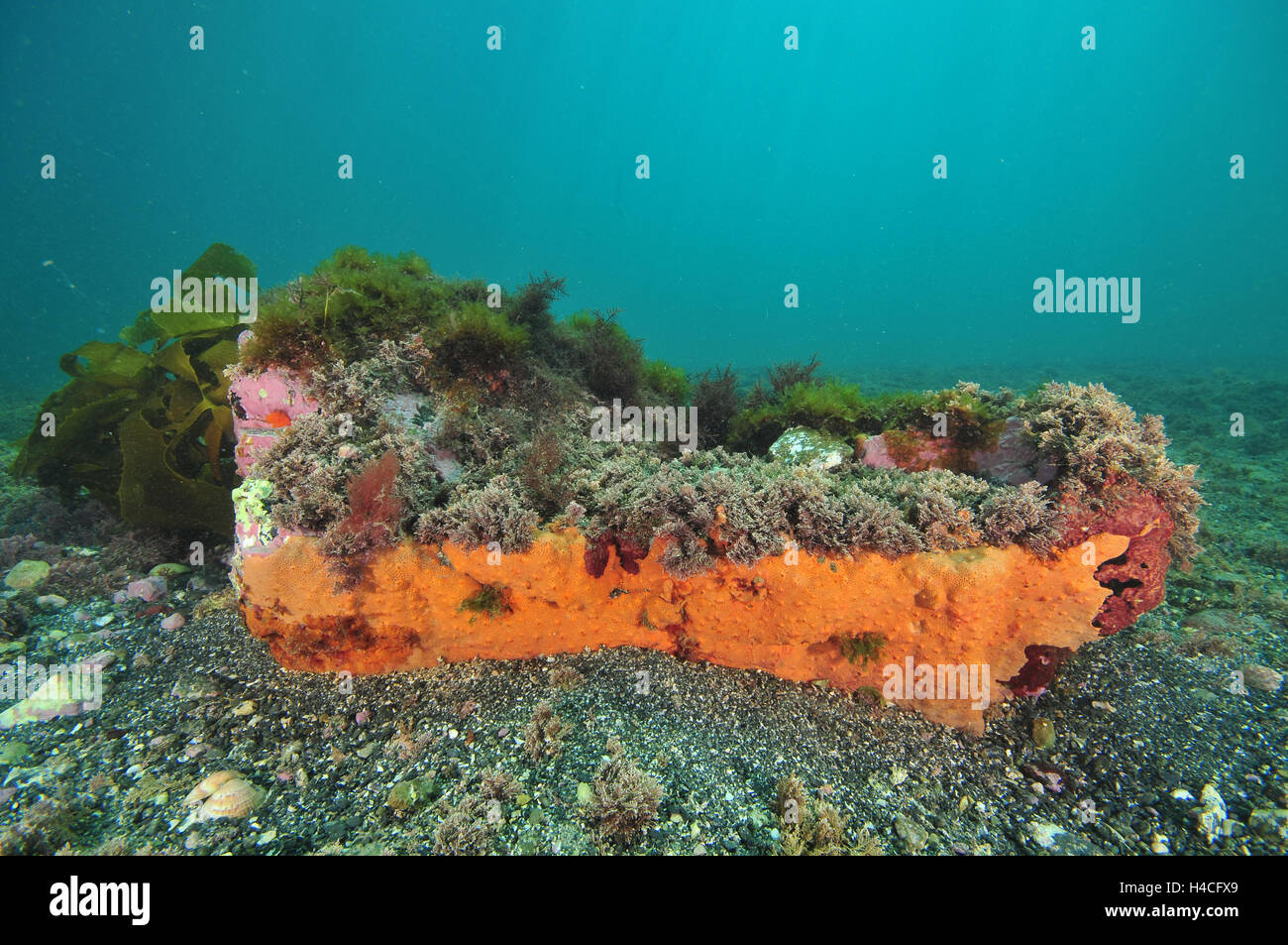 Sponge seaweed hi-res stock photography and images - Alamy