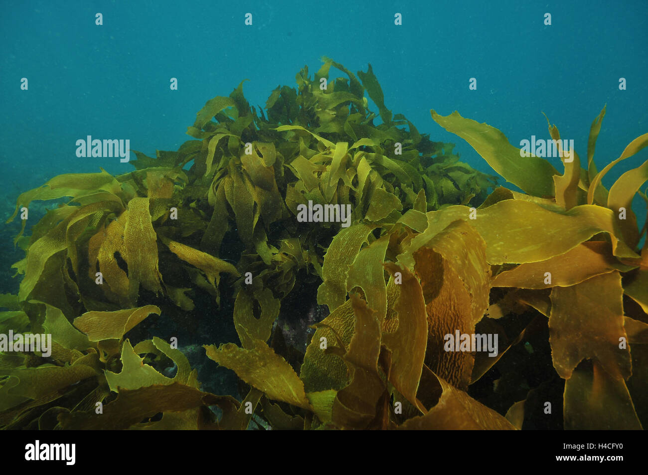 Large fronds of kelp moving with water Stock Photo - Alamy