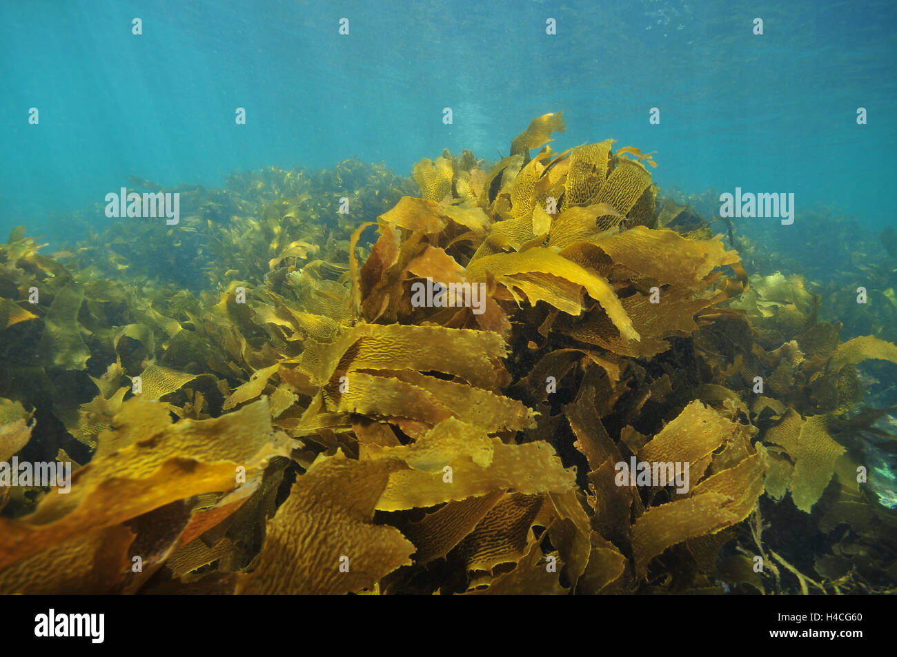 Dense kelp forest hi-res stock photography and images - Alamy