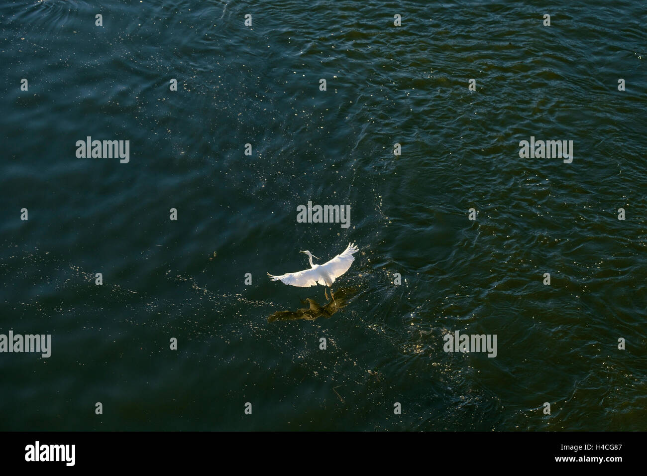 Bird over river hi-res stock photography and images - Alamy