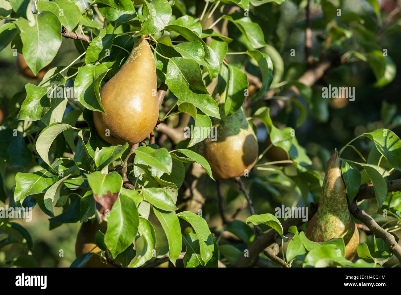 Pears in apple tree Stock Photo - Alamy