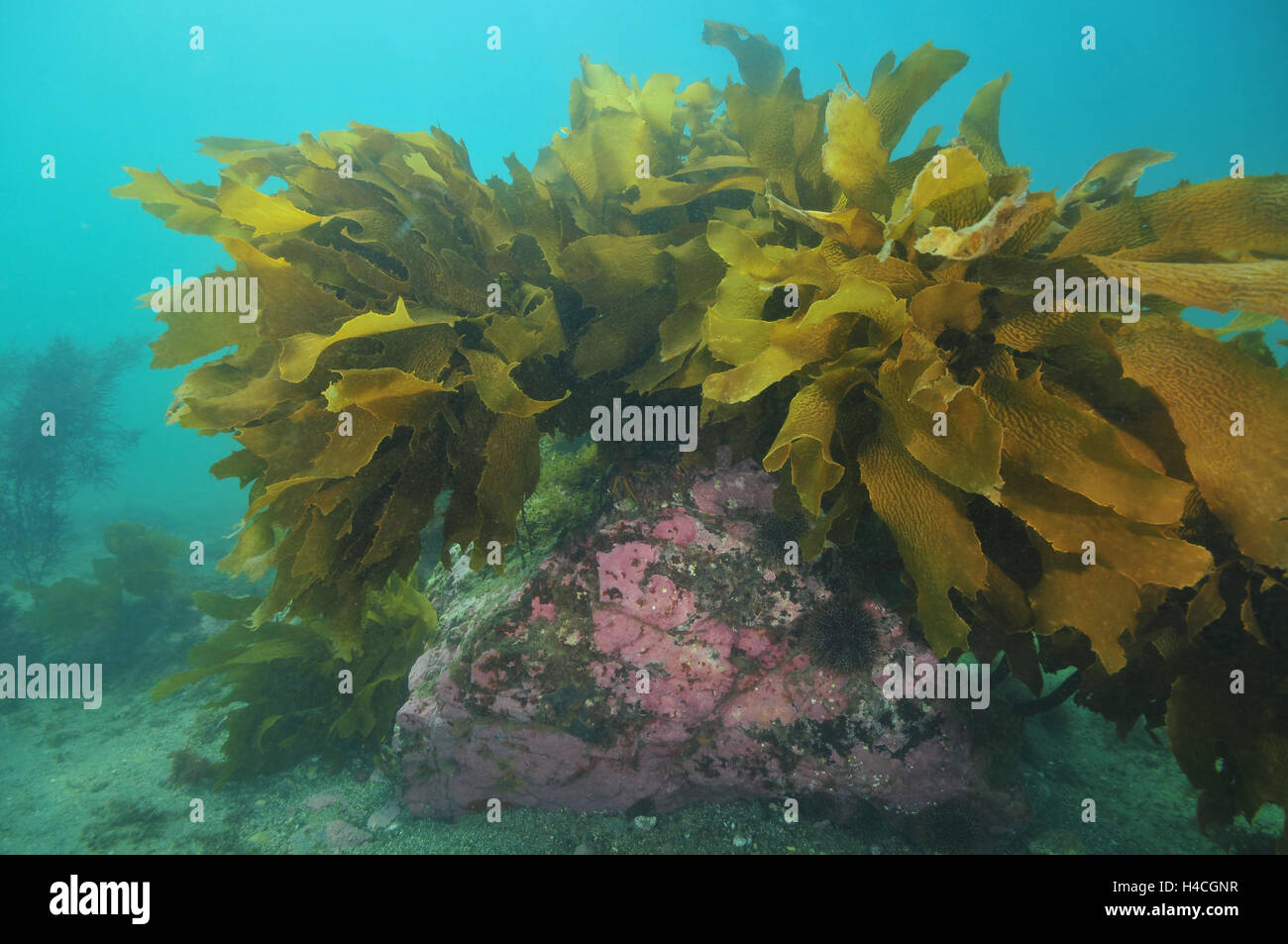 Boulder on sandy bottom covered with kelp Stock Photo - Alamy