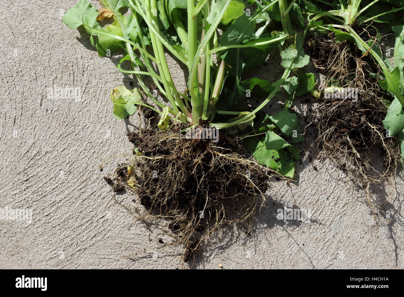 Sonchus oleraceus or also known as Sow Thistle with roots Stock Photo ...