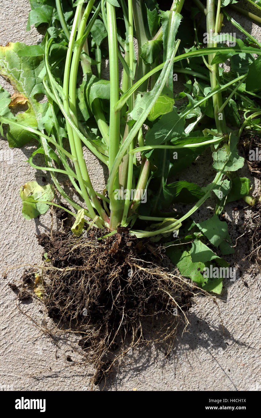 Sonchus oleraceus or also known as Sow Thistle with roots Stock Photo ...