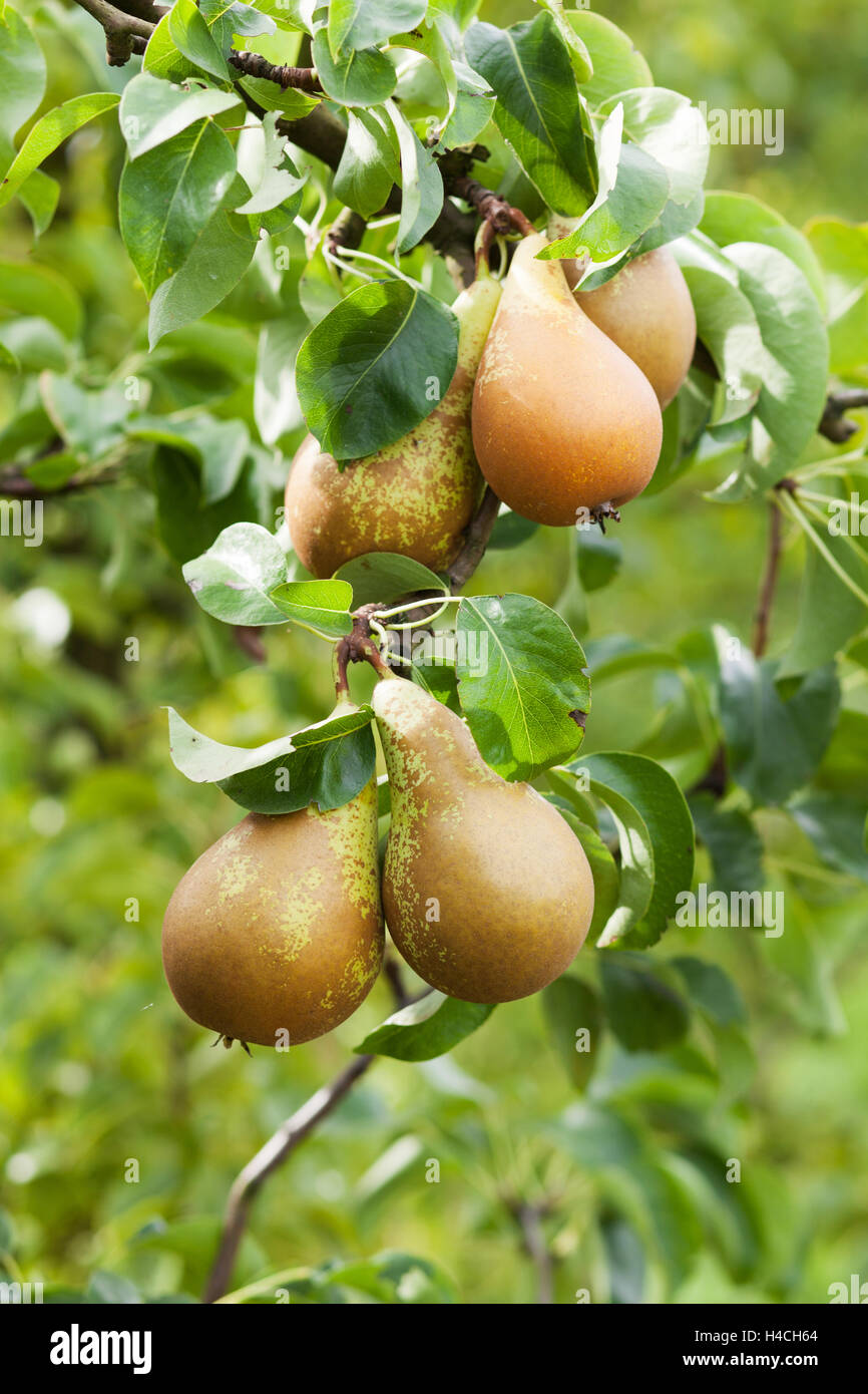 Pear tree fruit hi-res stock photography and images - Alamy