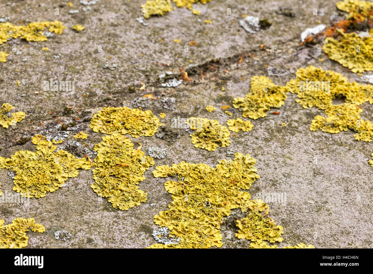 Lichens on stone Stock Photo - Alamy