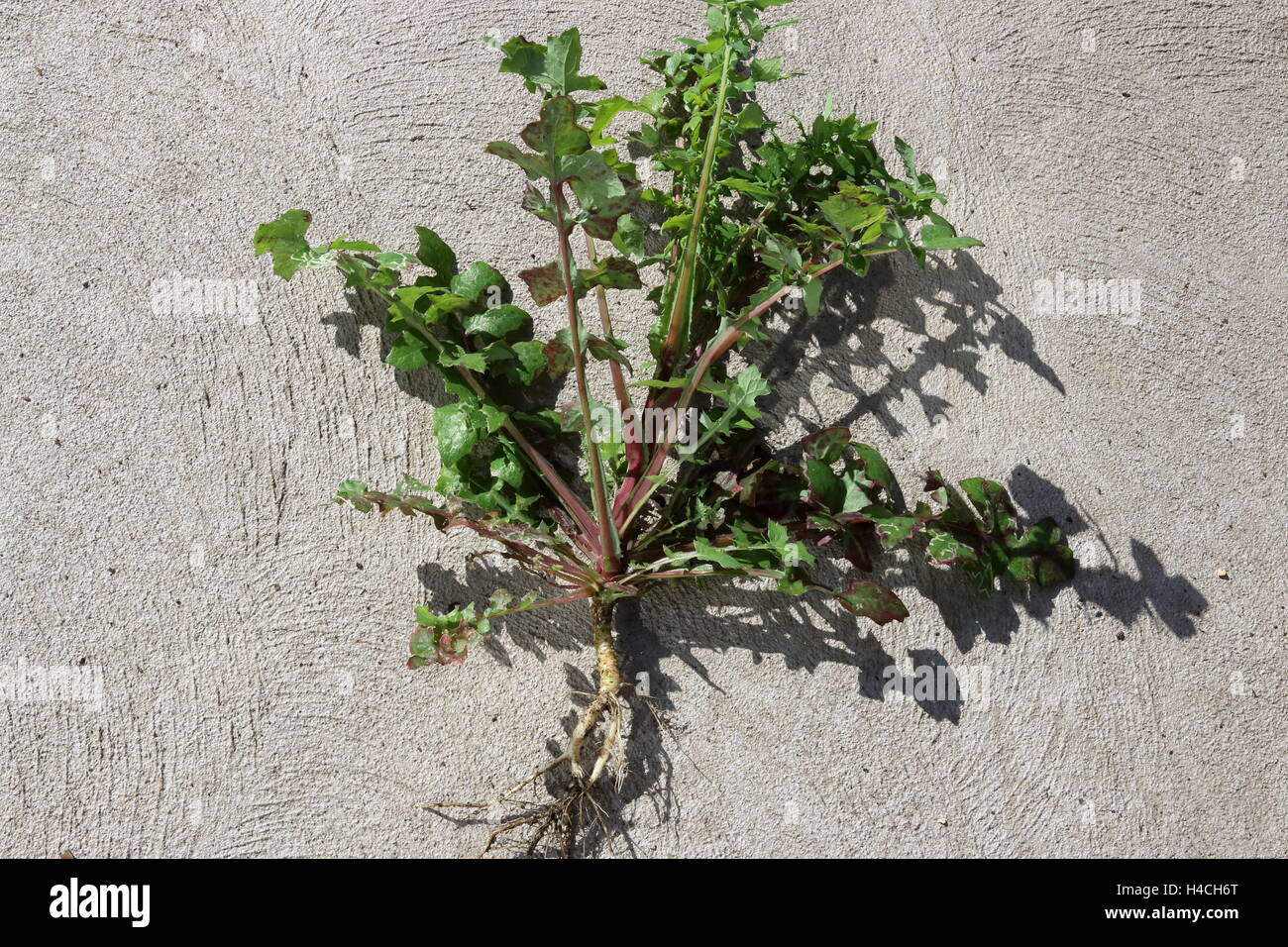 Lactucarium hi-res stock photography and images - Alamy