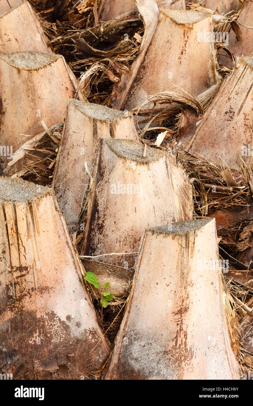 Date tree hi-res stock photography and images - Alamy