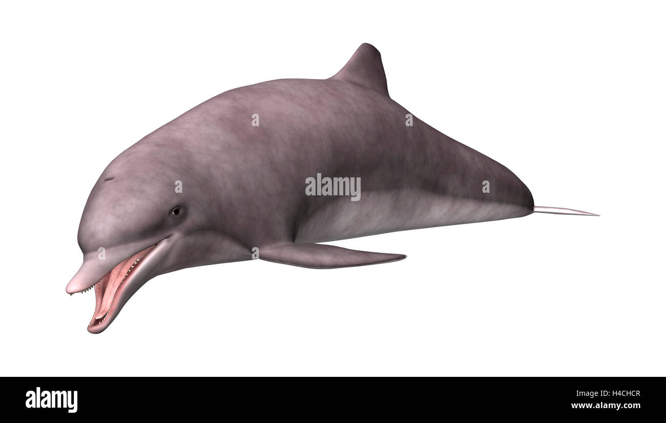 3D rendering of a dolphin isolated on white background Stock Photo - Alamy