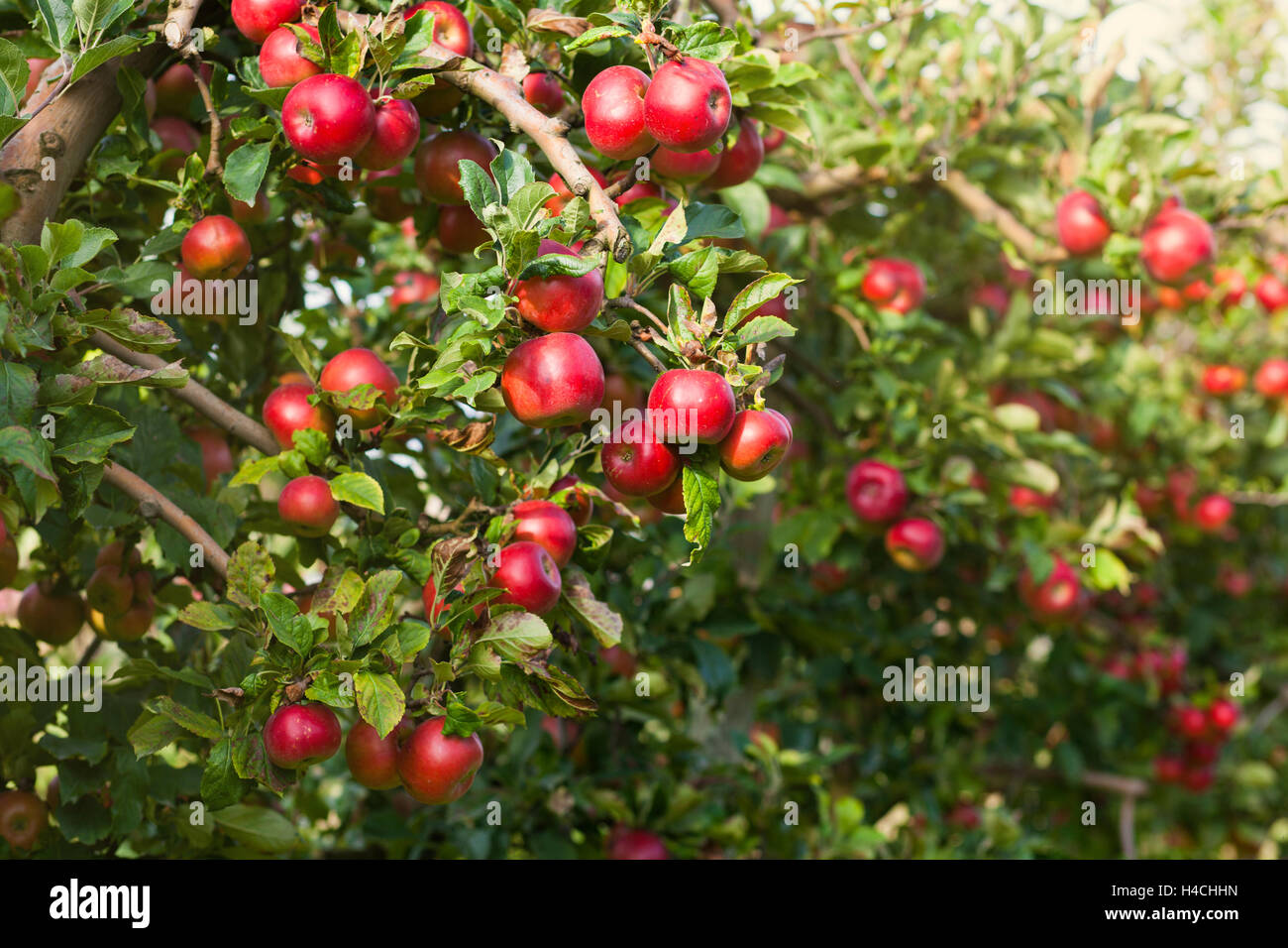Pick fruit tree hi-res stock photography and images - Alamy