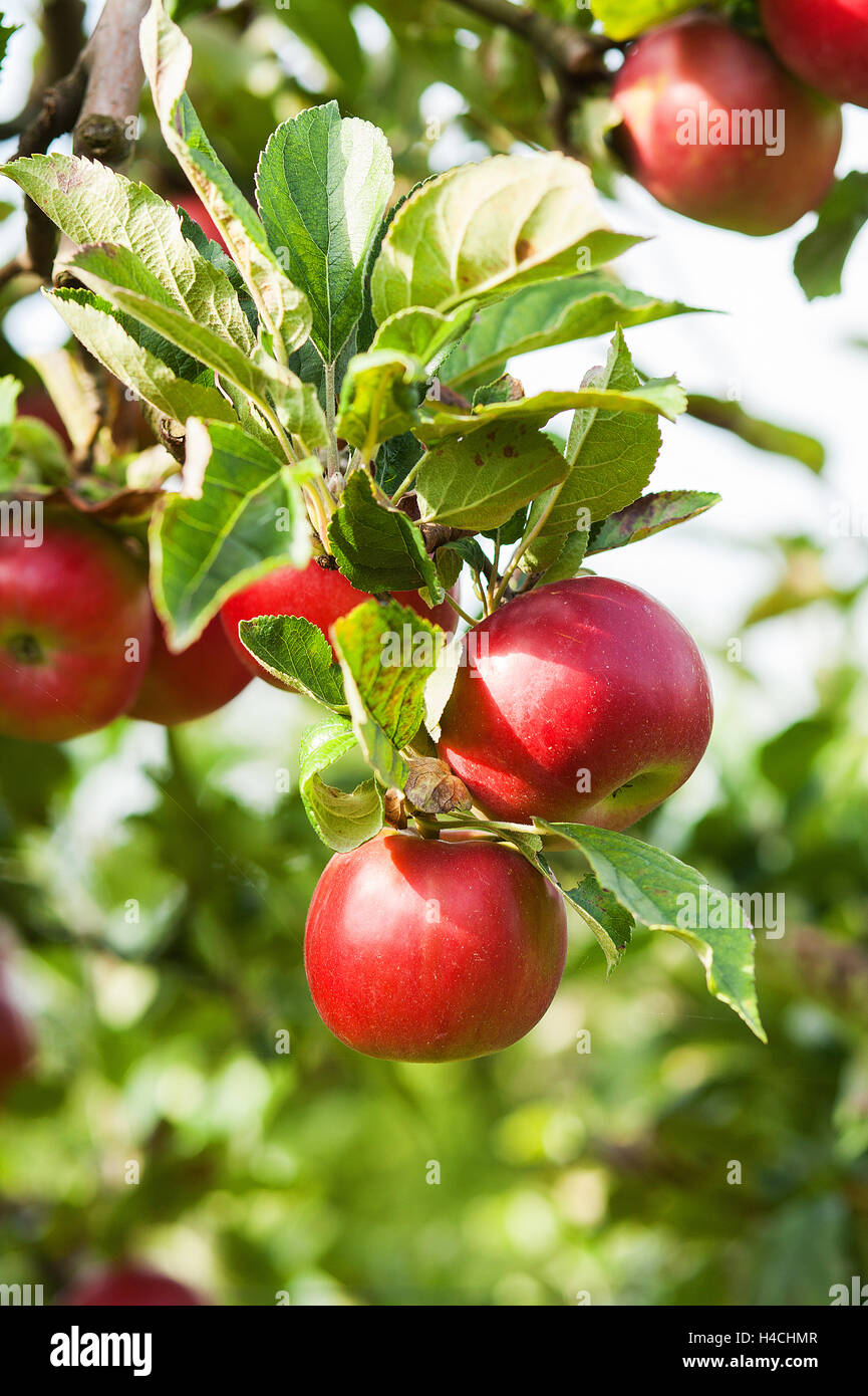 Apples in apple tree Stock Photo - Alamy
