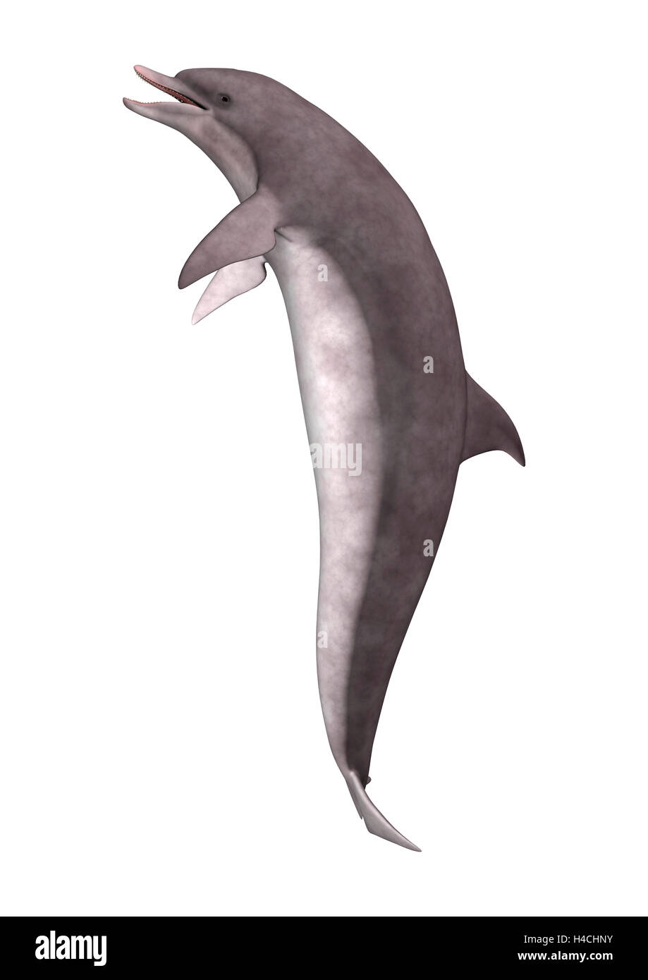 3D rendering of a dolphin isolated on white background Stock Photo - Alamy