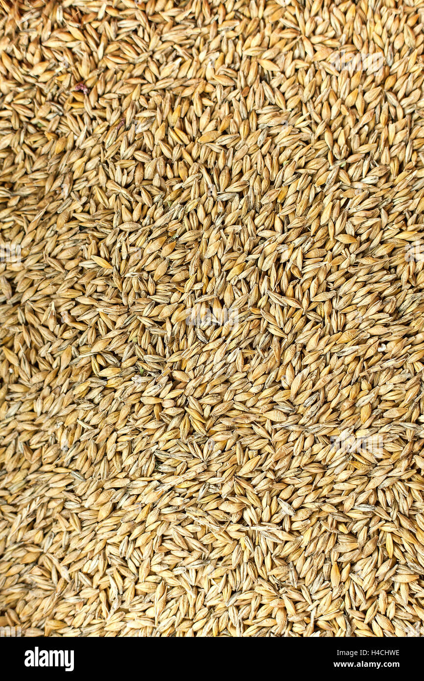 Barley background view from the top Stock Photo - Alamy