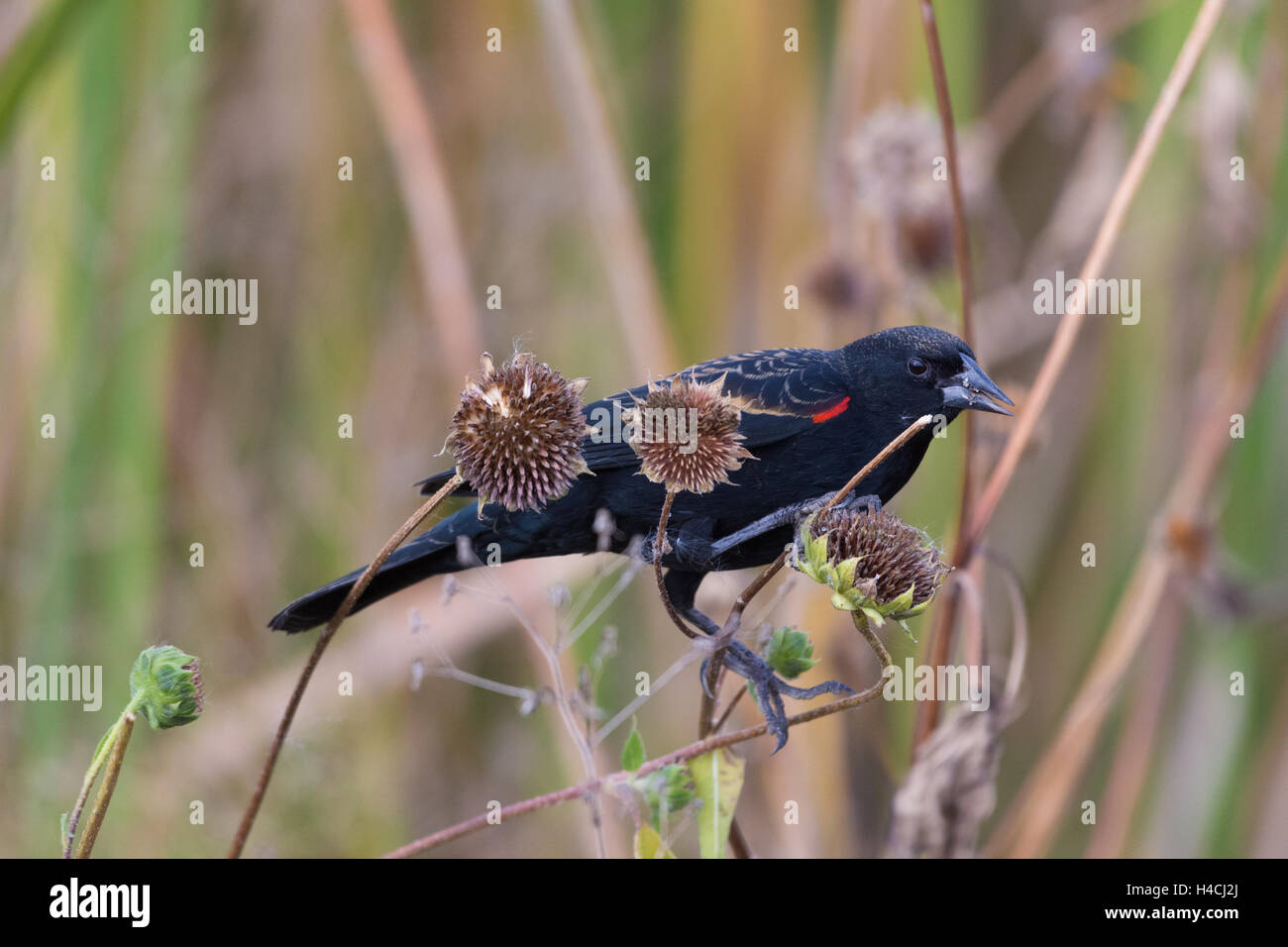 Birds eating seeds hi-res stock photography and images - Alamy