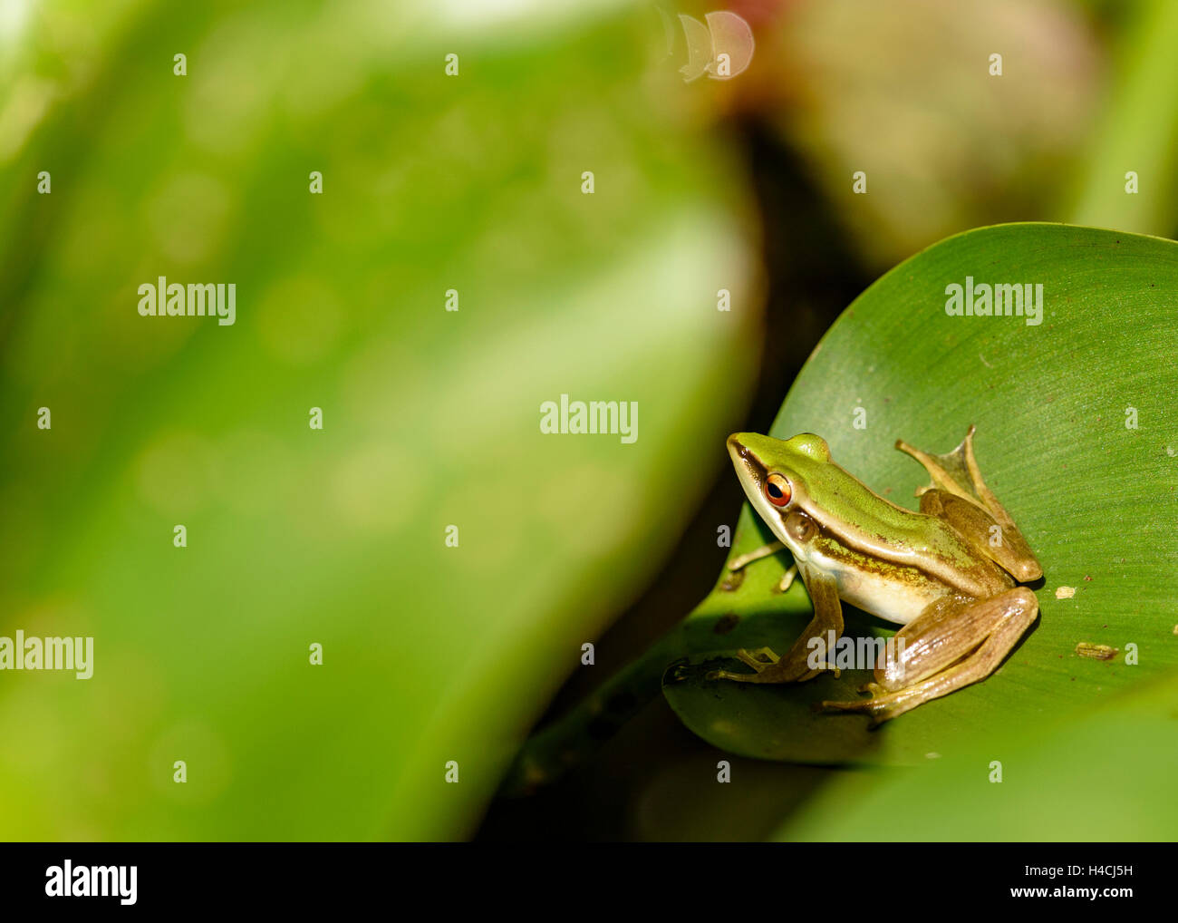 Frog on Water Hyacinth Leave Basking In The Sun Stock Photo - Alamy