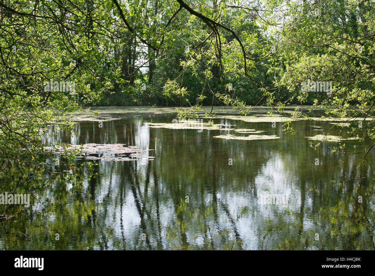 Beautiful Ponds In The Woods
