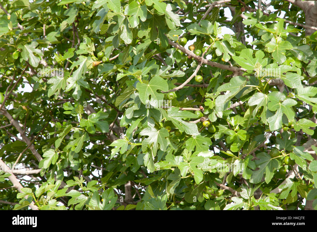 Fig Tree - Spain Stock Photo - Alamy