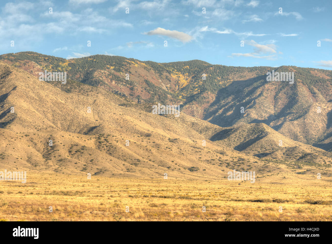Trembling Aspens, (Populus tremuloides), veiwed from a distance in the ...