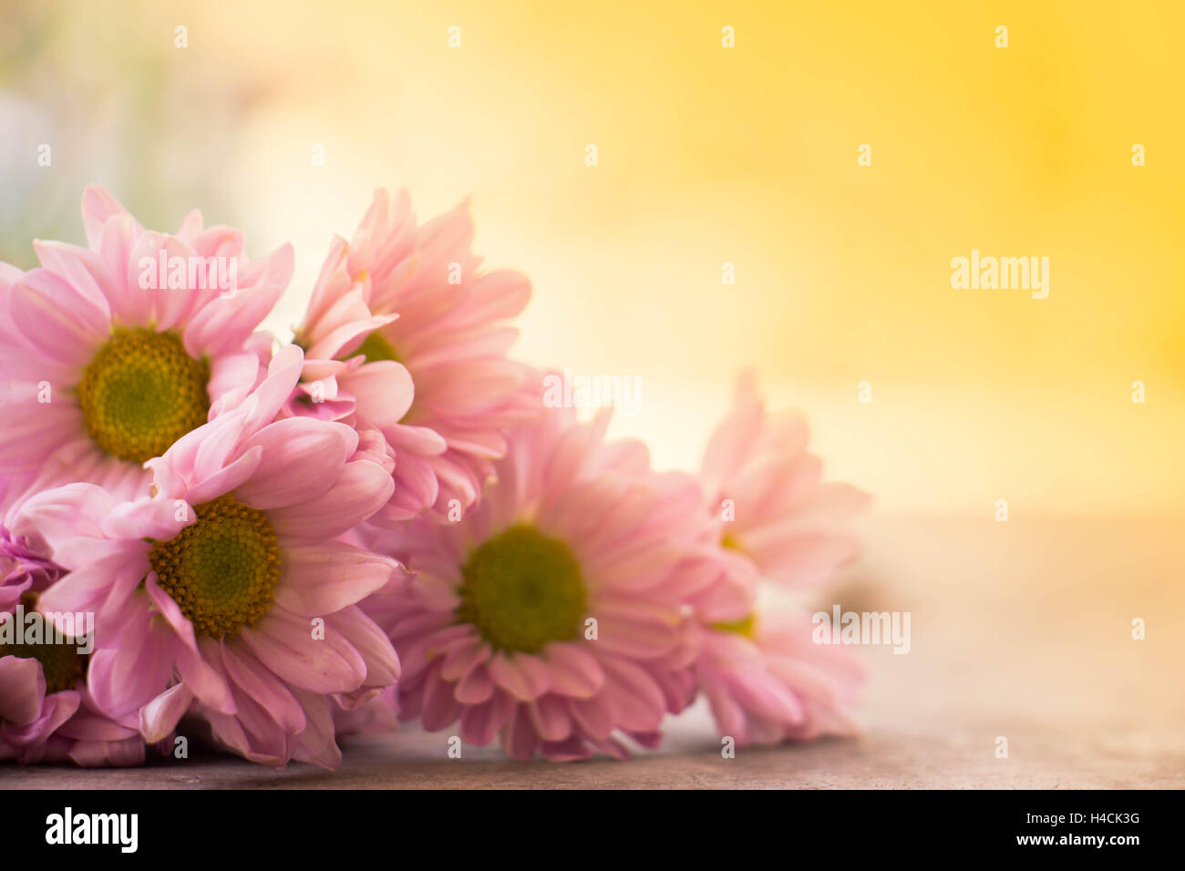 the Floral vintage background with gerbera flowers on wooden backdrop ...