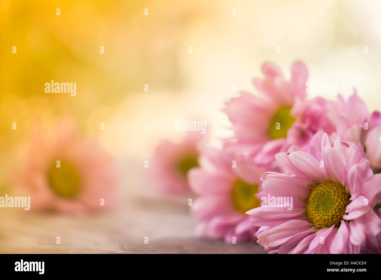 the Floral vintage background with gerbera flowers on wooden backdrop ...