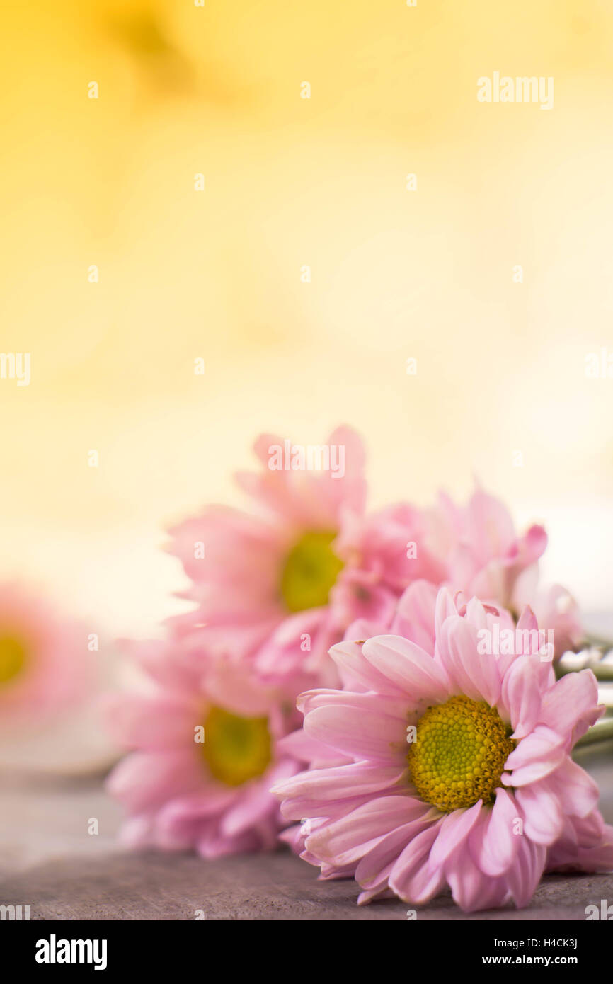 the Floral vintage background with gerbera flowers on wooden backdrop ...