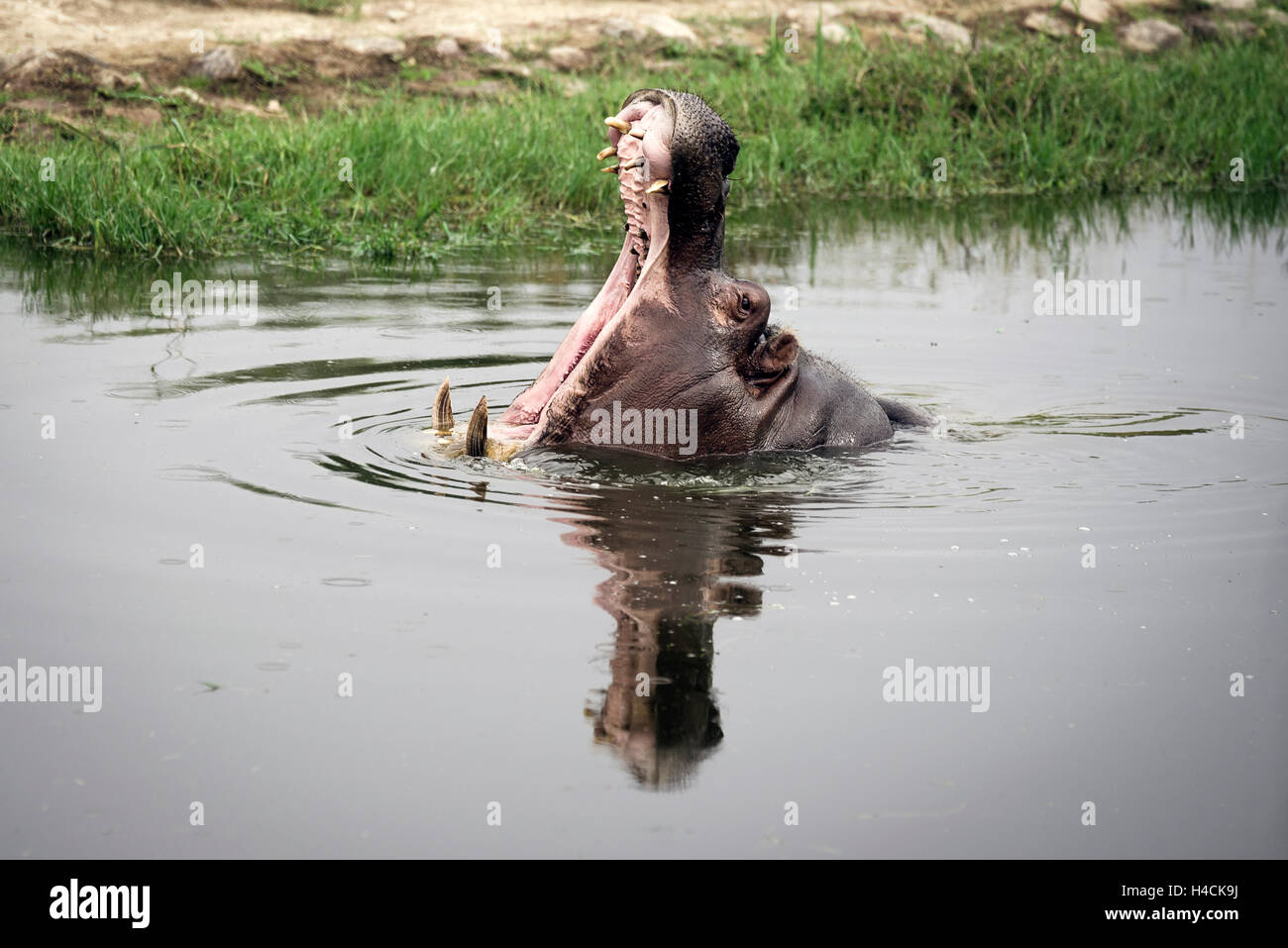 Hippo opening its mouth in the water with reflection Stock Photo - Alamy