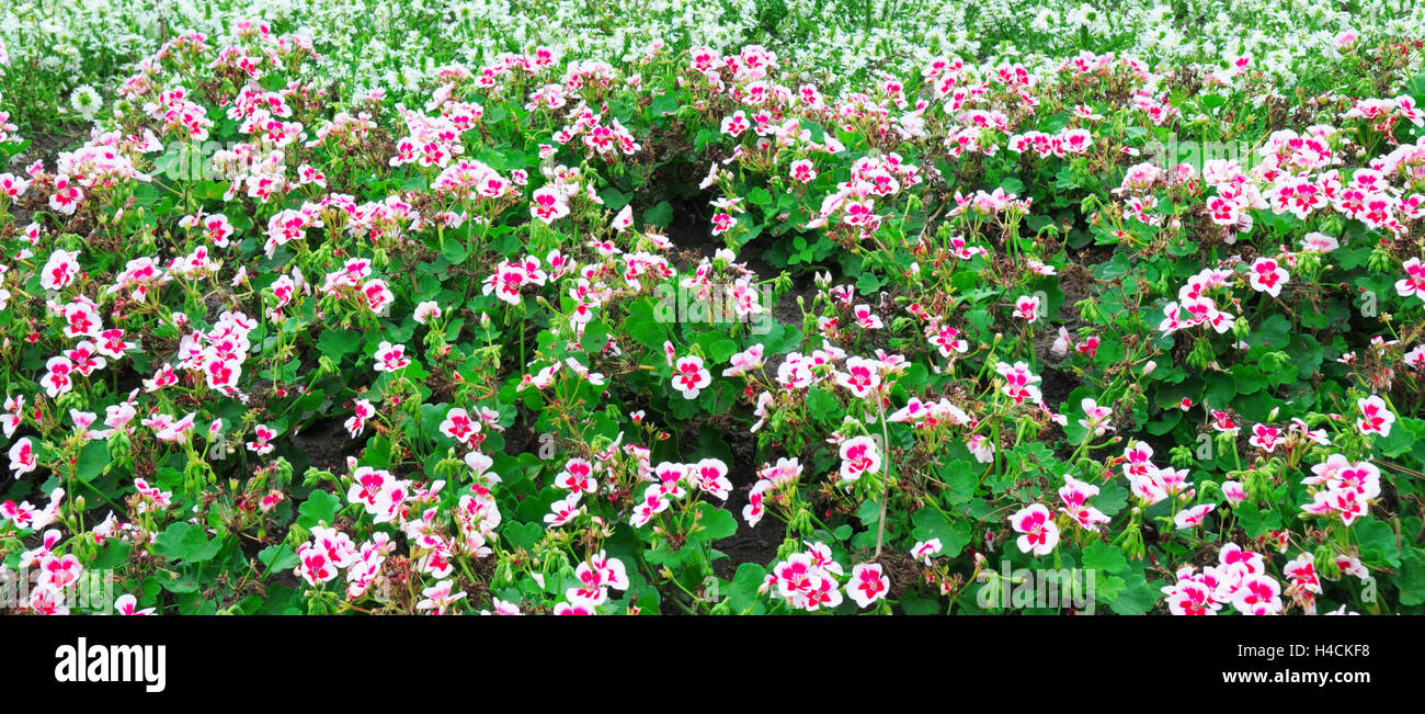 beautiful background of blooming geraniums Stock Photo - Alamy