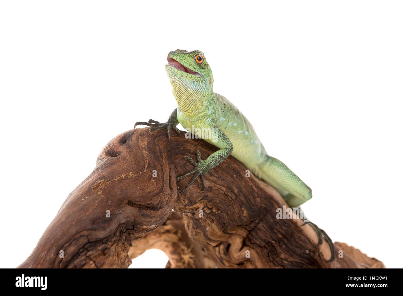 Baby green basilisk isolated in a white background Stock Photo - Alamy