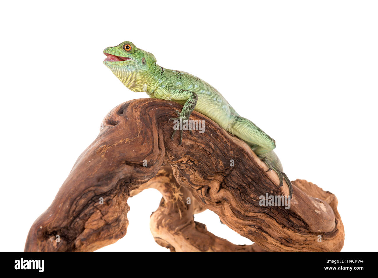 Baby green basilisk isolated in a white background Stock Photo - Alamy