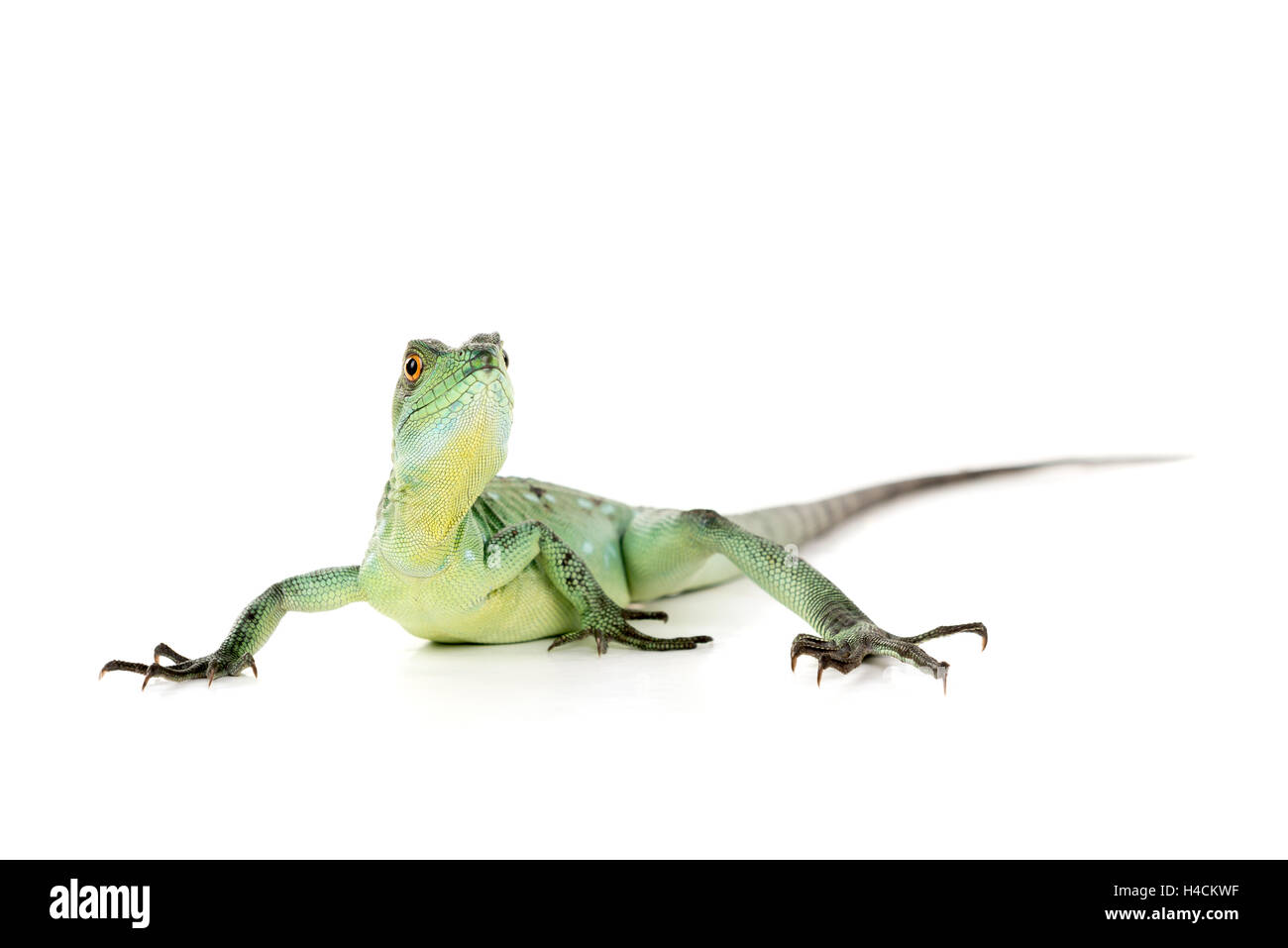 Baby green basilisk isolated in a white background Stock Photo - Alamy