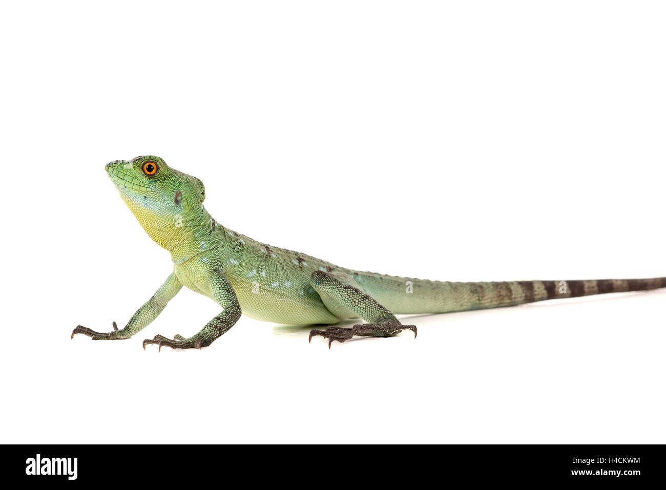 Baby green basilisk isolated in a white background Stock Photo - Alamy
