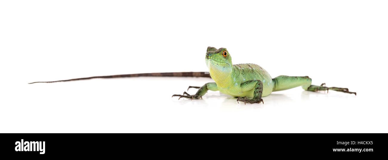 Baby green basilisk isolated in a white background Stock Photo - Alamy