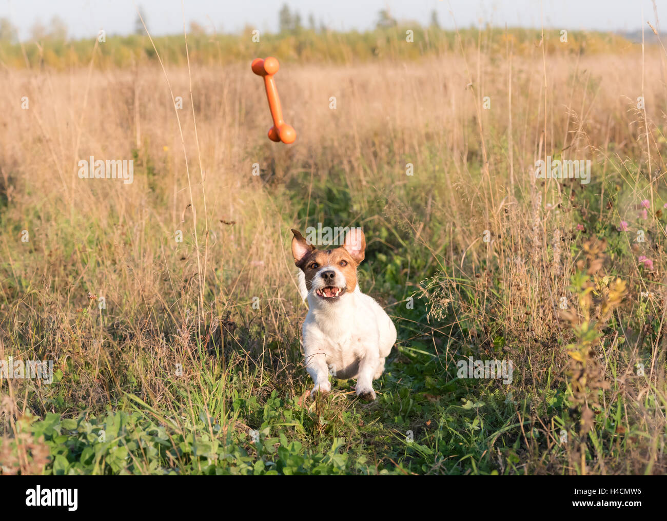Dog playing with orange toy rubber bone at meadow Stock Photo - Alamy