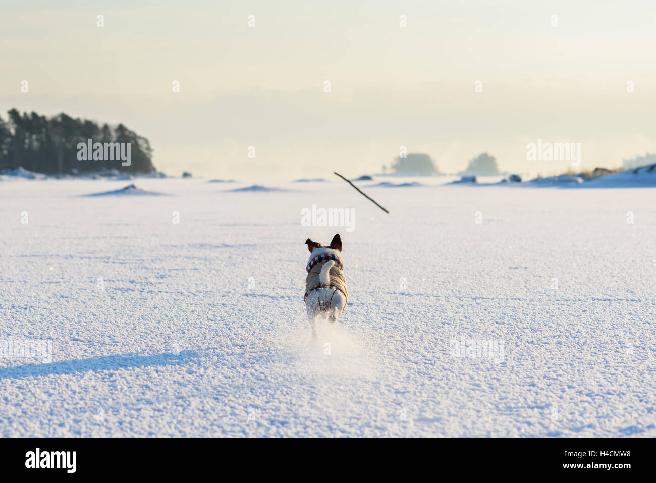 Dog running after a stick. View from behind Stock Photo - Alamy
