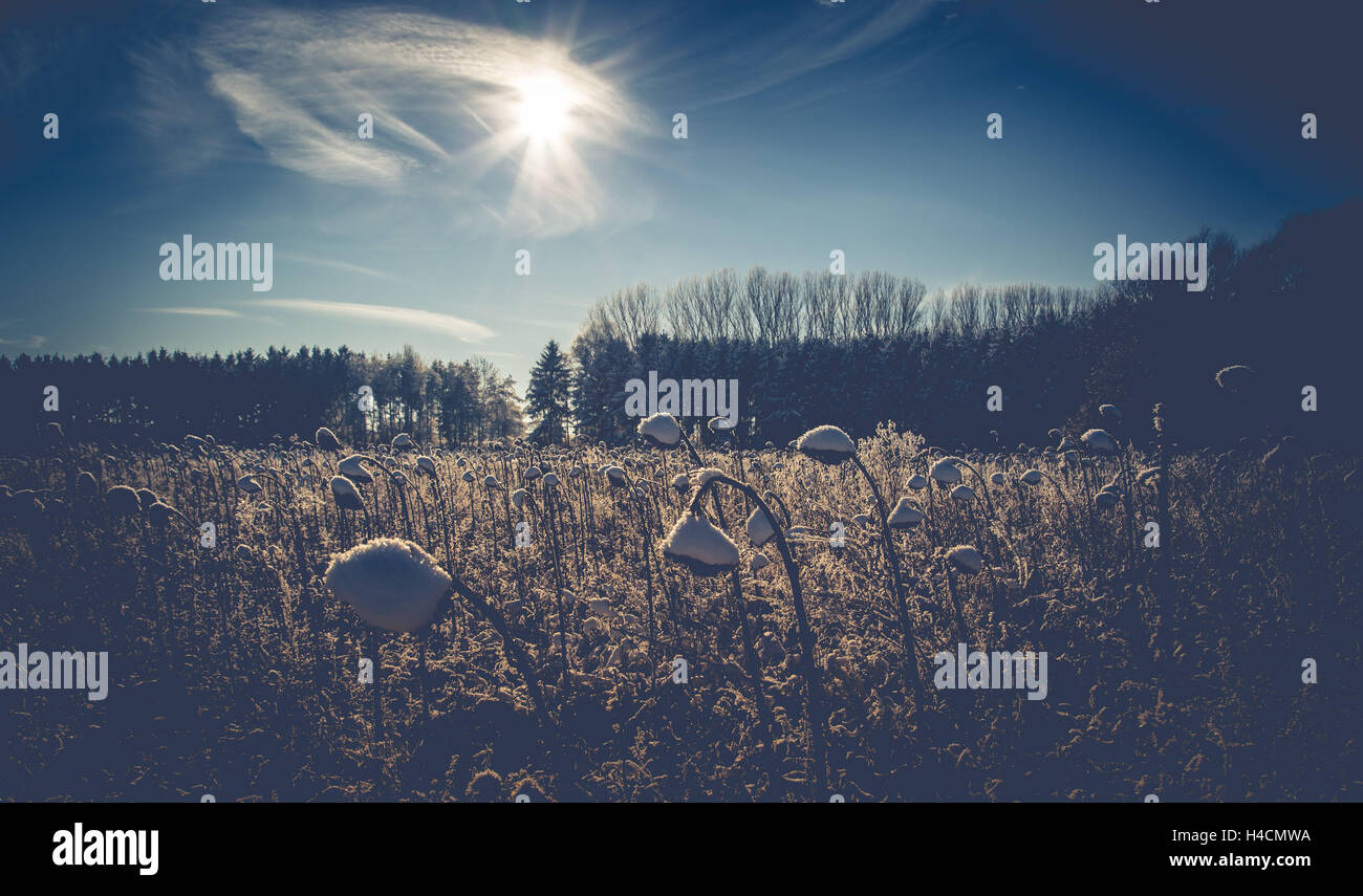 Sunflower field in winter Stock Photo - Alamy