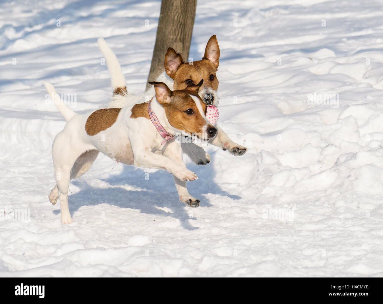 Two funny dogs running at winter snow path Stock Photo - Alamy