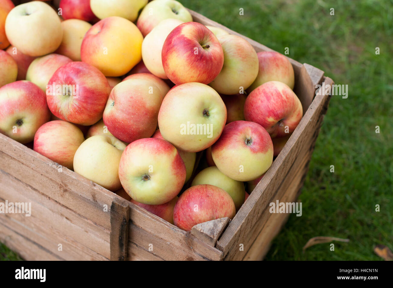 Full box of apples hi-res stock photography and images - Alamy