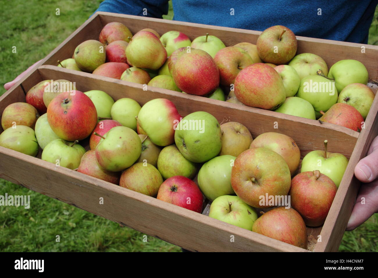 Freshly harvested English apples in a wooden crate carried through an ...