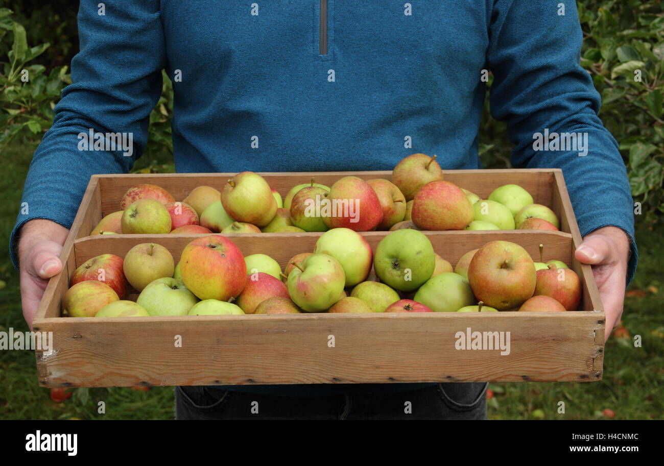 Margil apple hi-res stock photography and images - Alamy