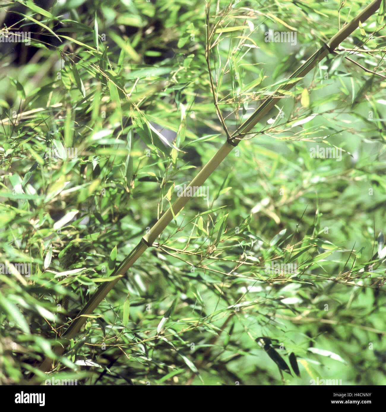 Bamboo, detailed view Stock Photo - Alamy