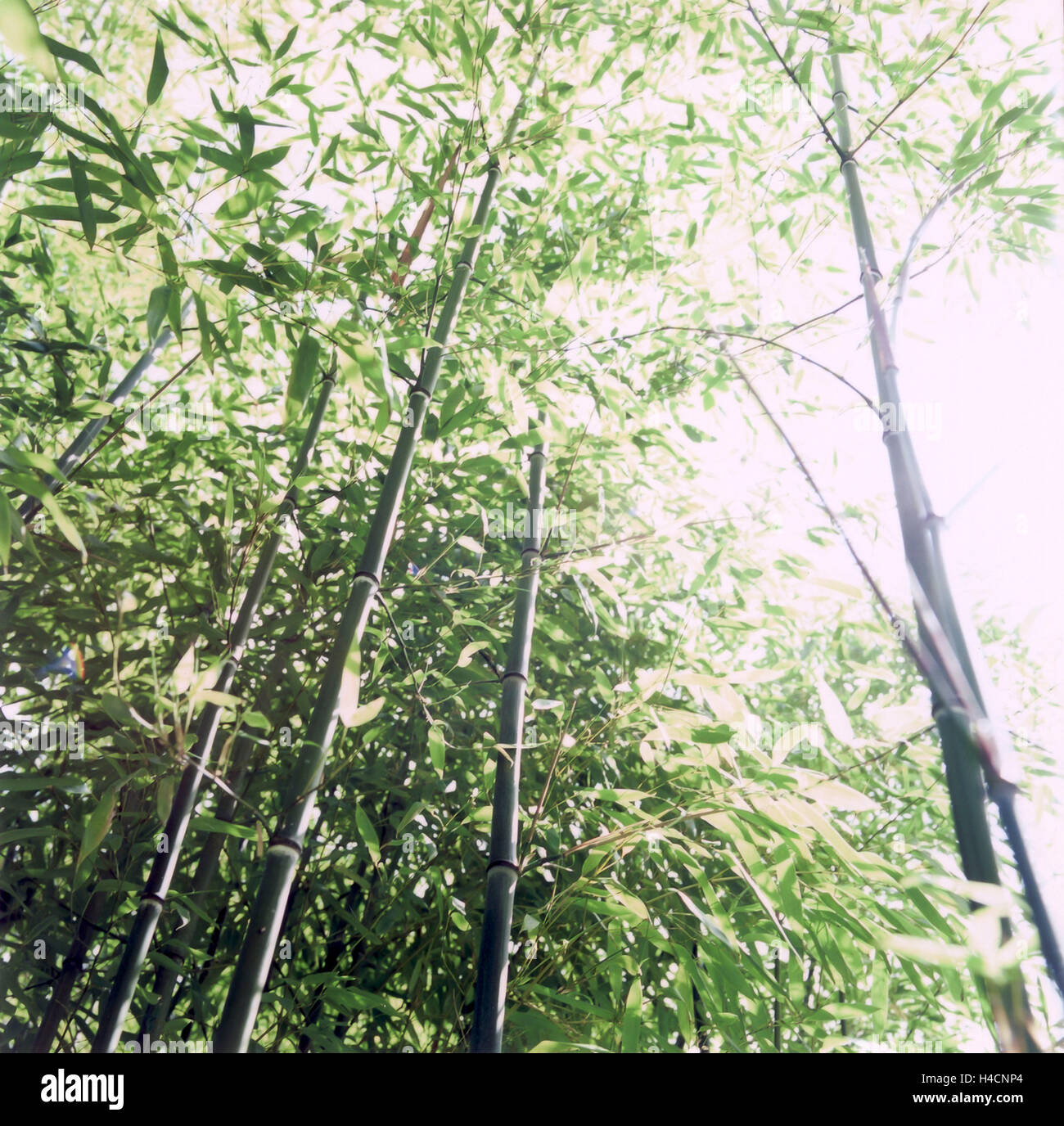 Bamboo wood, detailed view Stock Photo - Alamy