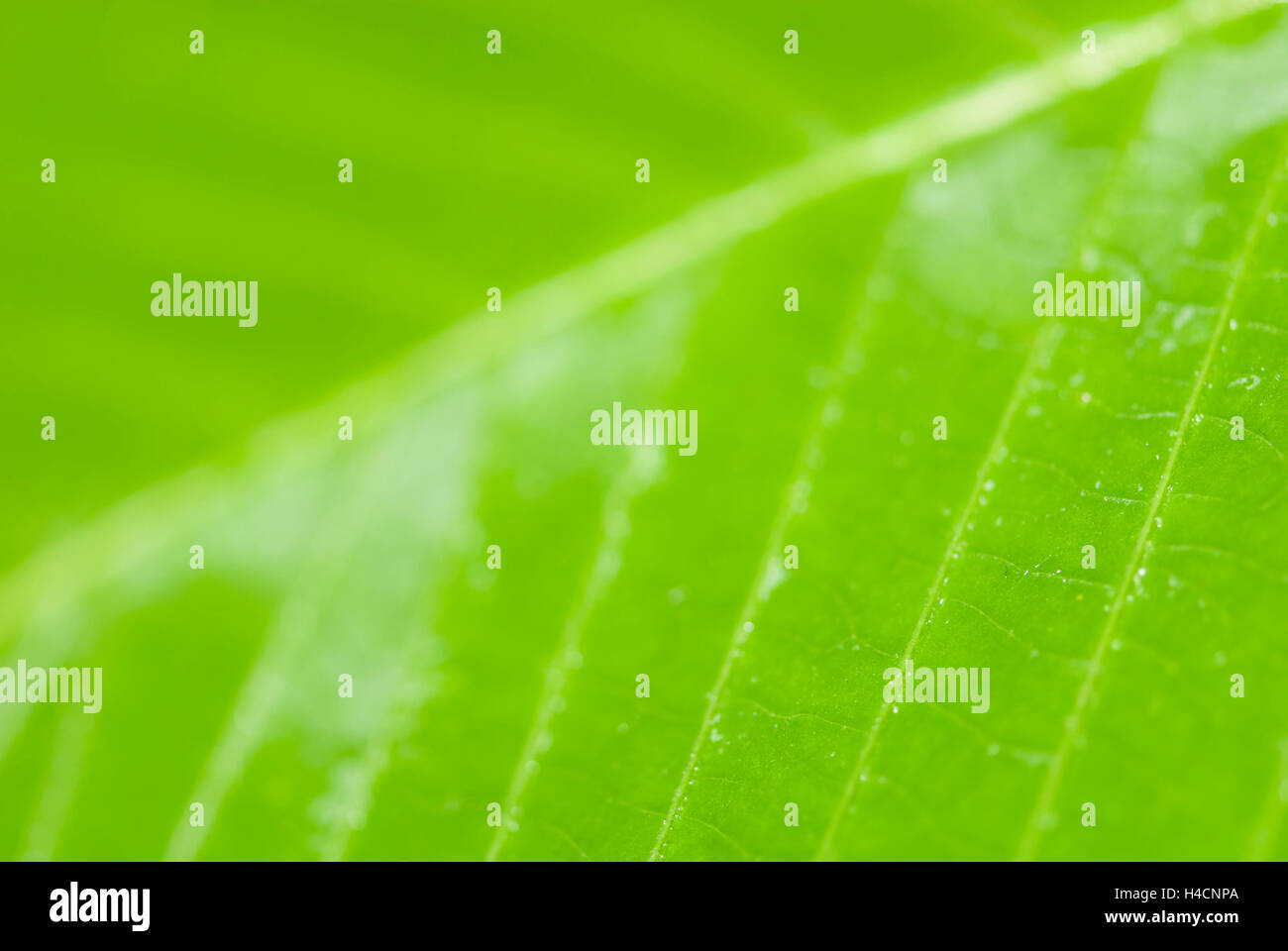 Leaves with structure, detailed view Stock Photo - Alamy