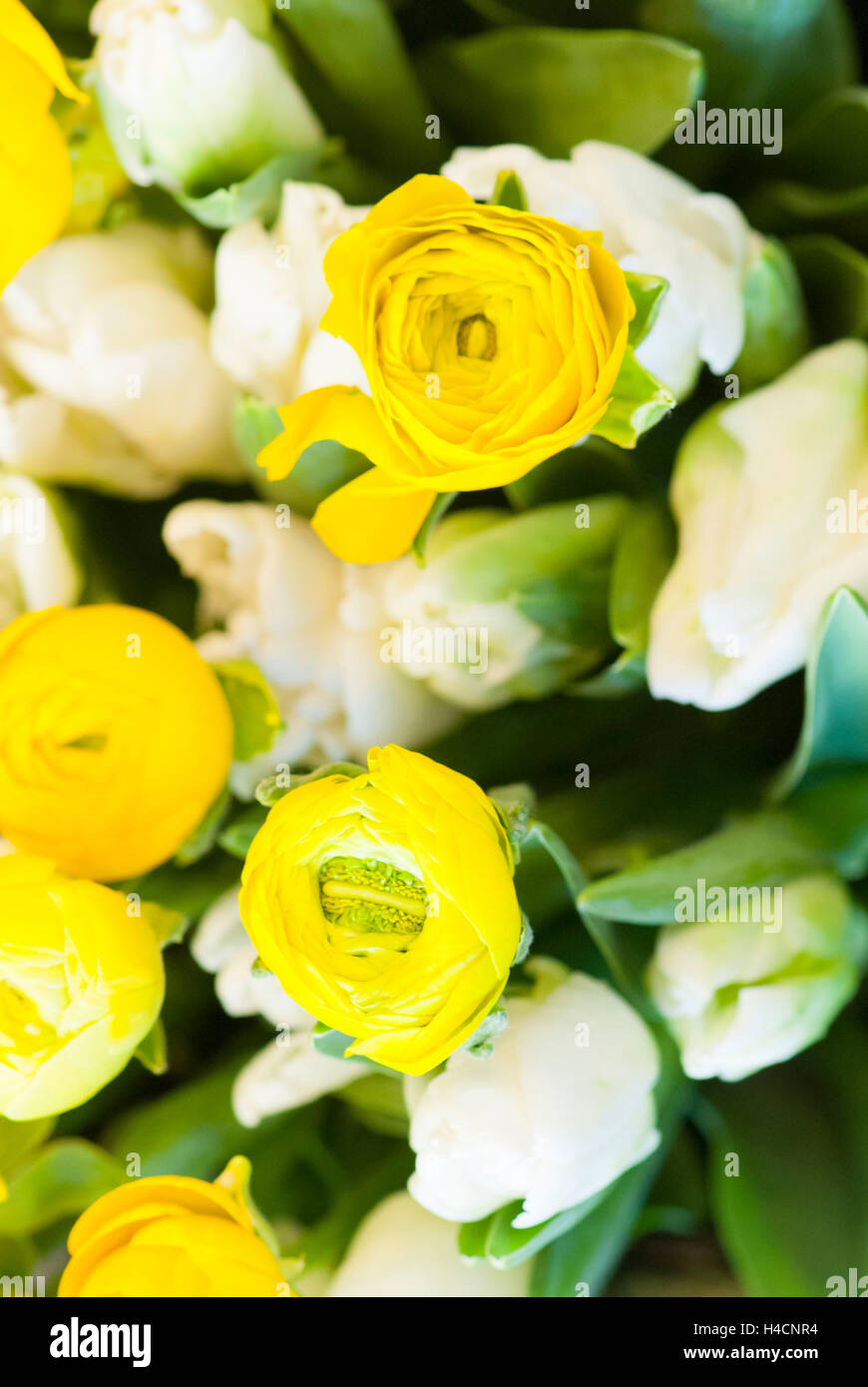 Spring flowers from above Stock Photo - Alamy
