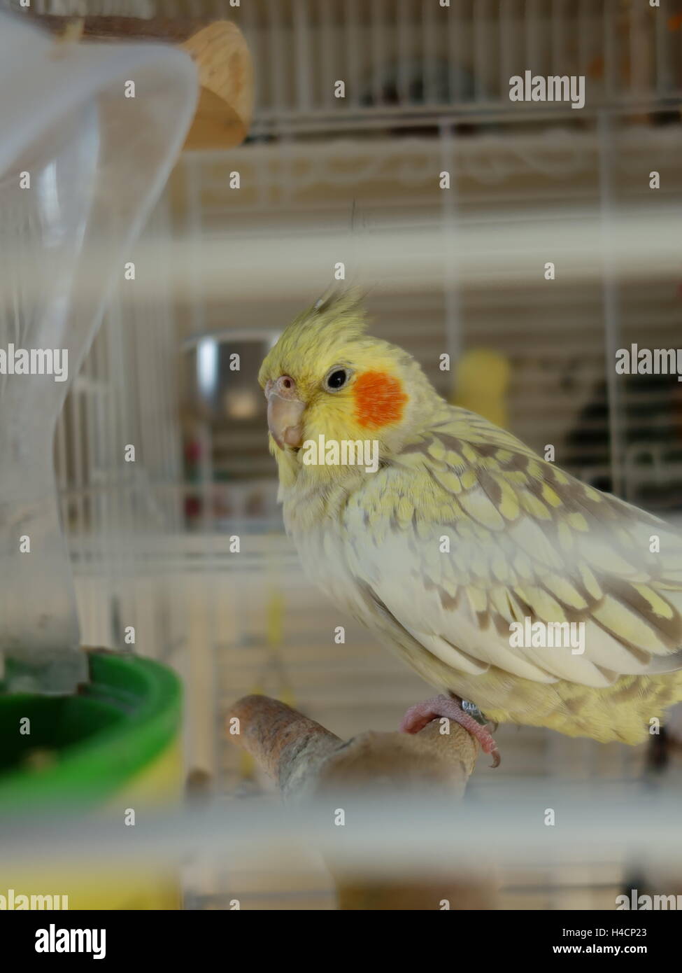 Cockatiel in the cage hi-res stock photography and images - Alamy