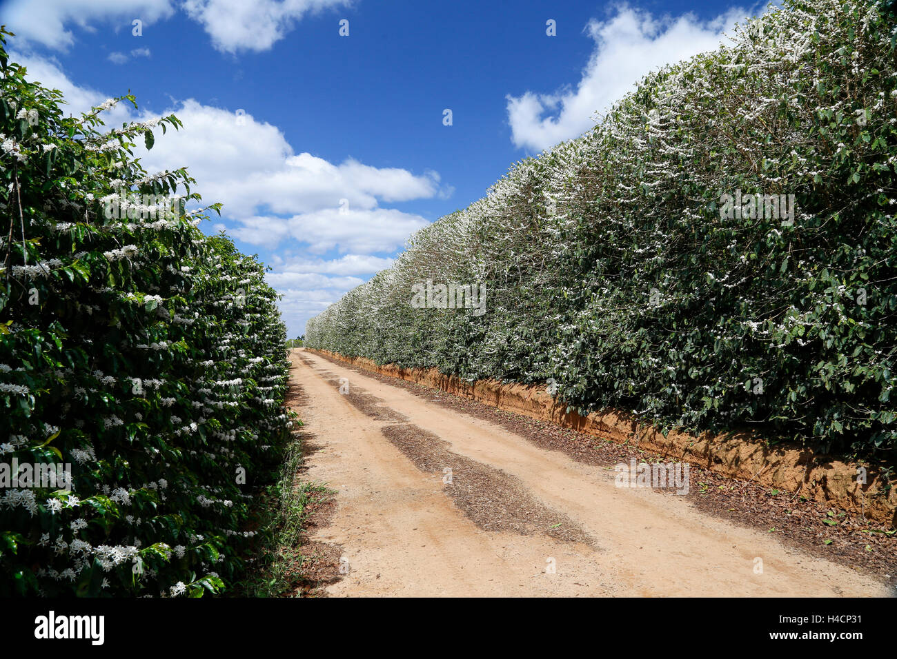 Farm flowered coffee plantation in Brazil Stock Photo - Alamy