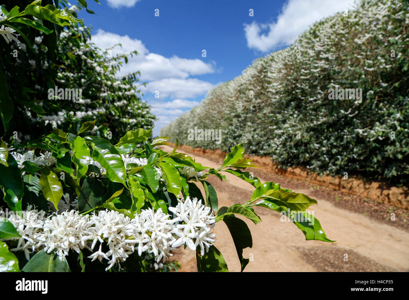 Brazil plantation coffe hi-res stock photography and images - Alamy